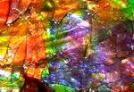 Ammolite Info